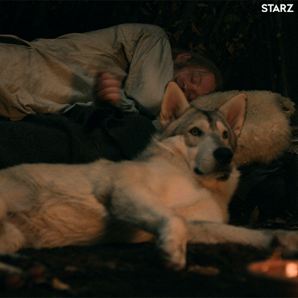 Season 4 Dog GIF by Outlander - Find & Share on GIPHY