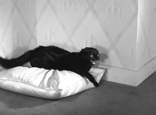 Swing Time Cat GIF by Maudit - Find & Share on GIPHY