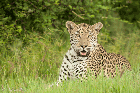 Leopard GIF - Find & Share on GIPHY