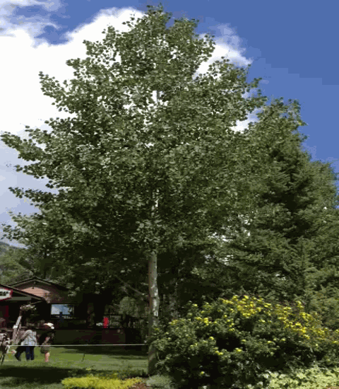 Tree GIF - Find & Share on GIPHY