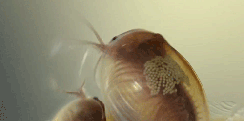 Shrimp Clam GIF - Find & Share on GIPHY