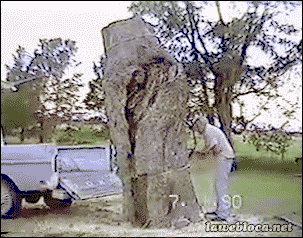 Tree Branch GIF - Find & Share on GIPHY