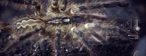Spider GIF - Find & Share on GIPHY