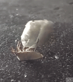 Lady Bug GIF - Find & Share on GIPHY