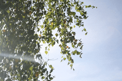 Spring GIF - Find & Share on GIPHY