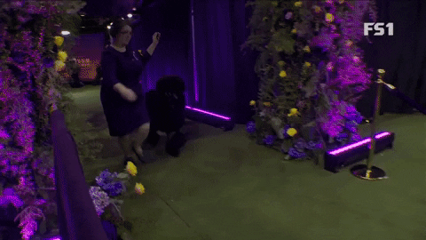 Westminster Dog Show Winner GIF by Westminster Kennel Club - Find ...