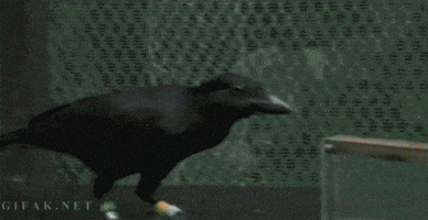 Crows GIFs - Find & Share on GIPHY