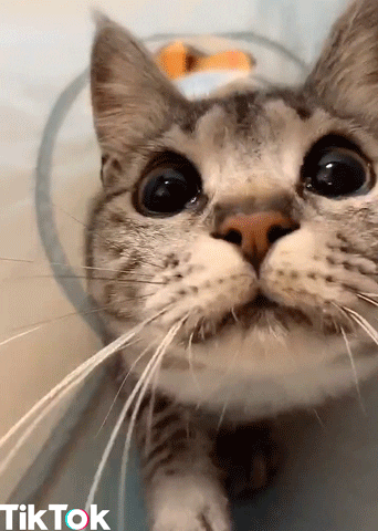 Cat What GIF by TikTok - Find & Share on GIPHY