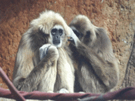 Gibbons GIFs - Find & Share on GIPHY