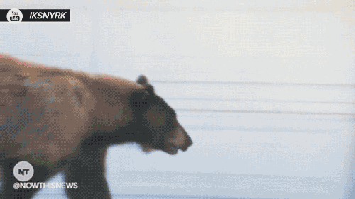 News Man GIF by NowThis - Find & Share on GIPHY