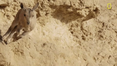 Nat Geo Desert GIF by National Geographic Channel - Find & Share on GIPHY
