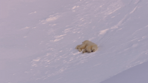 Fail Polar Bear GIF by BBC Earth - Find & Share on GIPHY