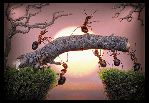 Ants GIF - Find & Share on GIPHY