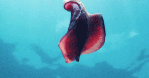 Squid GIF - Find & Share on GIPHY