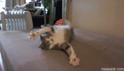 Cat Flip GIF - Find & Share on GIPHY