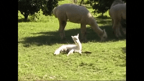 Alpaca Fabulous Gif