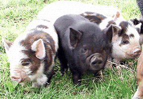 Pig GIF - Find & Share on GIPHY