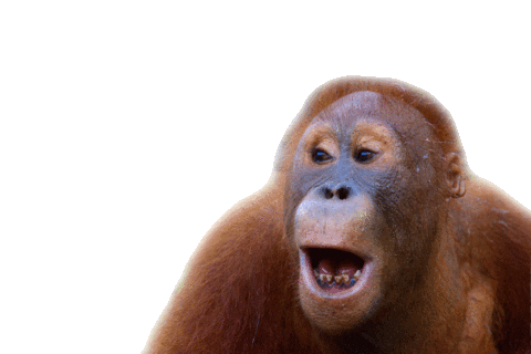 Happy Surprise Sticker for iOS & Android | GIPHY