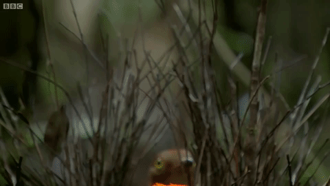 Bowerbird GIFs - Find & Share on GIPHY