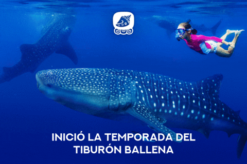 Tiburon Ballena GIFs - Get the best GIF on GIPHY
