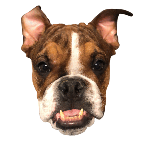 English Bulldog Sticker by The London West Hollywood for iOS & Android ...