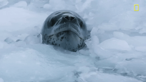 Nat Geo Dunking GIF by National Geographic Channel - Find & Share on GIPHY