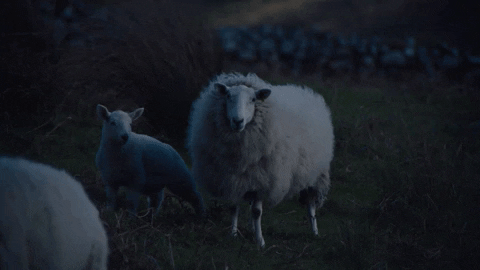 Scary Movie Cow GIF - Find & Share on GIPHY