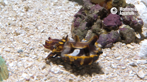 Flamboyant Cuttlefish GIF by Monterey Bay Aquarium - Find & Share on GIPHY