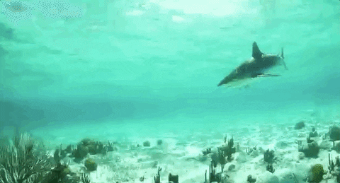 Naked And Afraid Ocean GIF by Shark Week - Find & Share on GIPHY