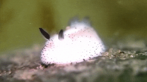 Aplysia GIFs - Get the best GIF on GIPHY