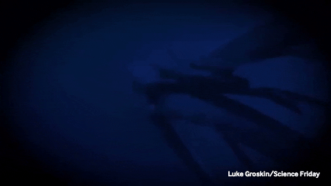 Giant Squid Cephalopod GIF by Science Friday - Find & Share on GIPHY