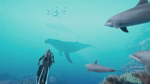 Swim Dolphins GIF by Beyond Blue - Find & Share on GIPHY