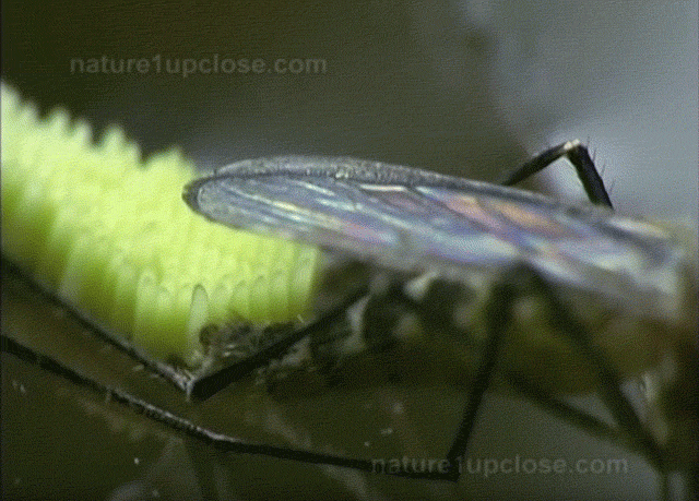 SGVmosquito GIF - Find & Share on GIPHY