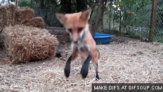 Fox GIF - Find & Share on GIPHY