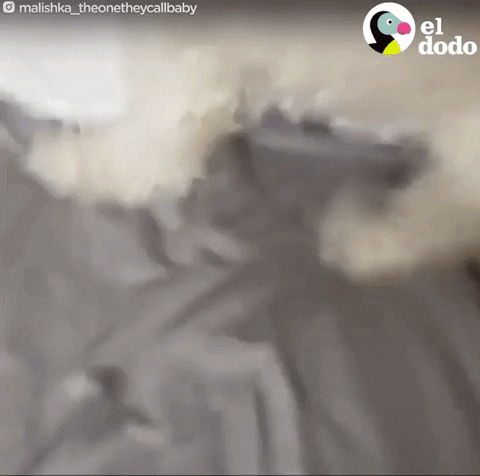 GIF by The Dodo - Find & Share on GIPHY