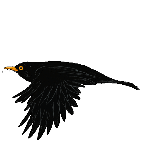 Flying Black Bird Sticker by Nazaret Escobedo for iOS & Android | GIPHY