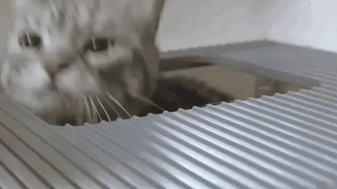 Cat Must See GIF by CreatorFocus.com - Find & Share on GIPHY