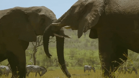 Discovery GIF - Find & Share on GIPHY