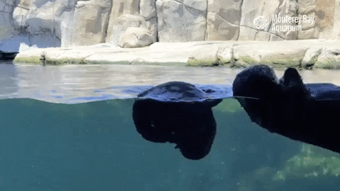 Sea Otter Otters GIF by Monterey Bay Aquarium - Find & Share on GIPHY