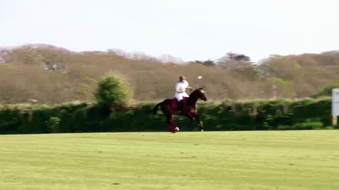 Triskelion Polo Club GIF - Find & Share on GIPHY