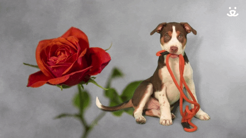 Valentines Day Love GIF by Best Friends Animal Society - Find & Share ...