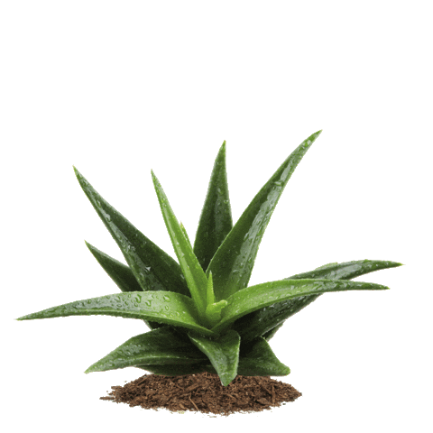 Aloe Vera Sunscreen Sticker by Aloe Up Sun & Skin Care for iOS ...