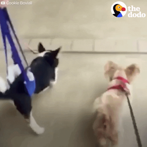 Dog Puppies GIF by The Dodo - Find & Share on GIPHY
