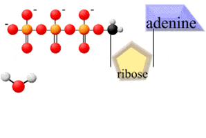 Hydrolysis GIFs - Find & Share on GIPHY