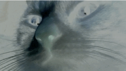 Cat Horror GIFs - Find & Share on GIPHY