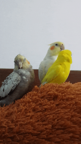 Great Animated Bird Gifs At Best Animations