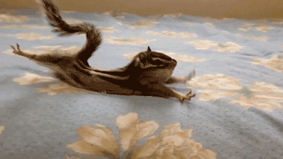 Gif Cute Chipmunk Funny Gifs By Gifsec - vrogue.co