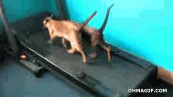 Cat Running GIF - Find & Share on GIPHY