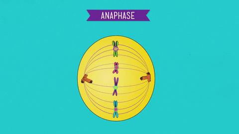 CELL CYCLE & MITOSIS PROJECT on emaze