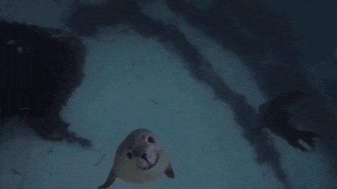 Seal GIF - Find & Share on GIPHY